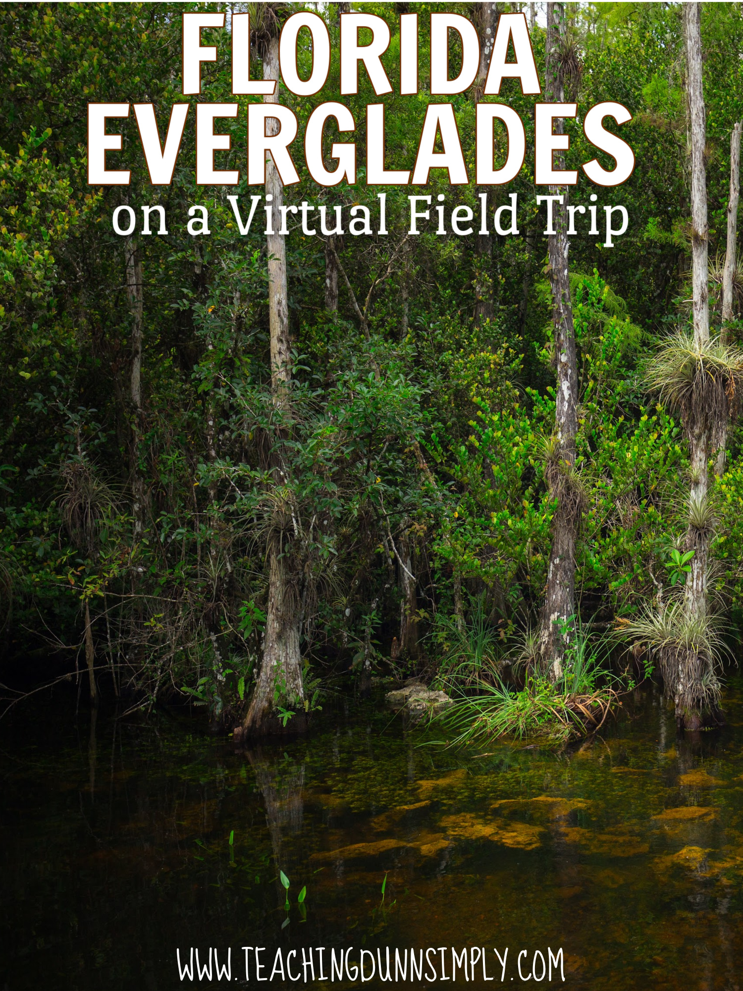 Let's Go Now! Virtual Field Trip to the Florida Everglades